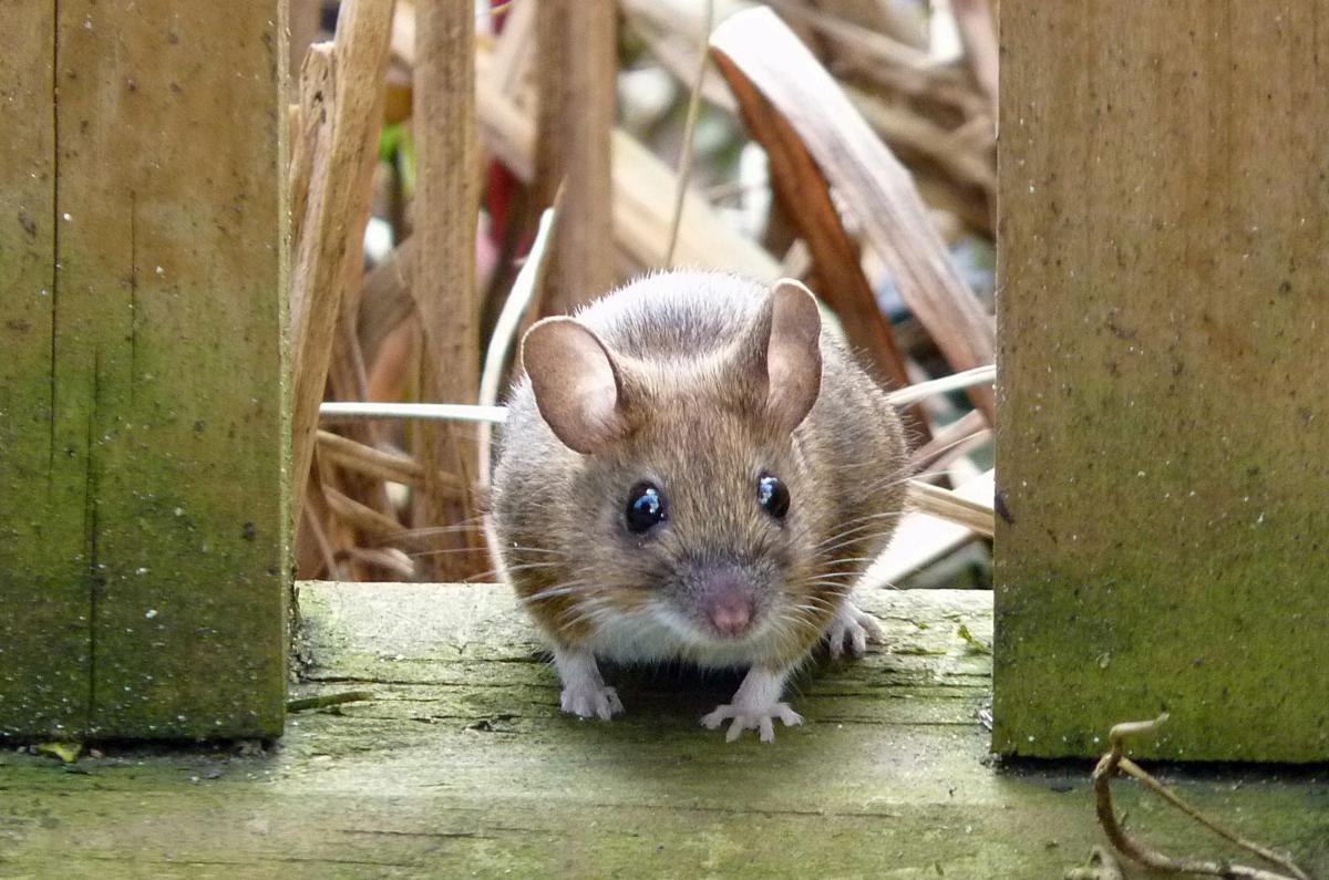 Wood Mouse | NatureSpot