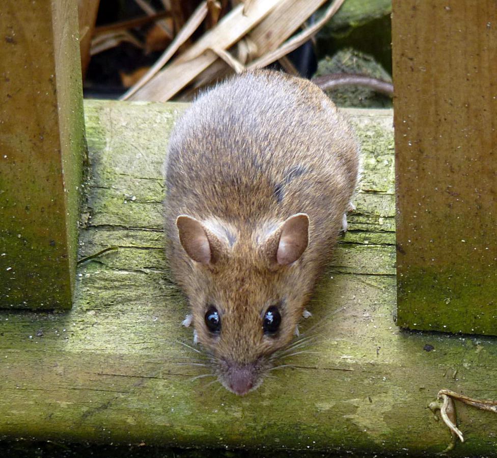 Wood Mouse | NatureSpot