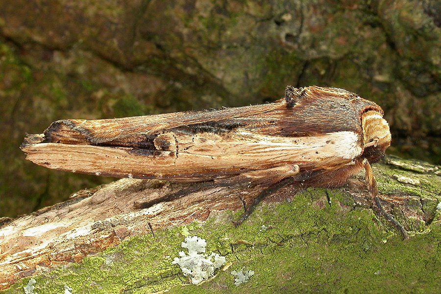 Red Sword-grass | NatureSpot