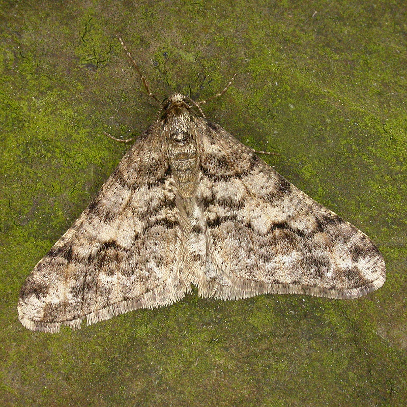 Spring Usher | NatureSpot