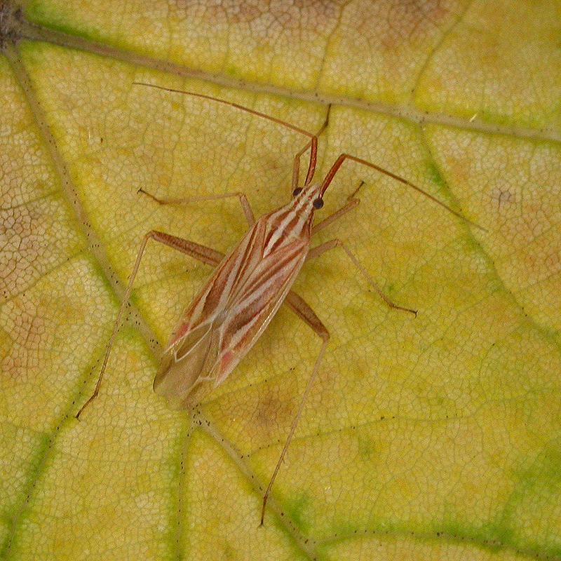 Miridius quadrivirgatus | NatureSpot