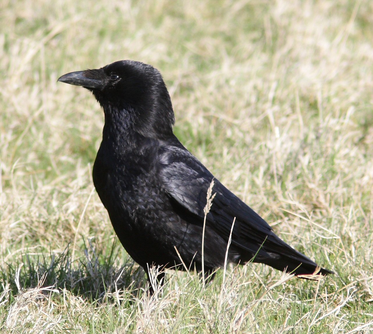Carrion Crow | NatureSpot