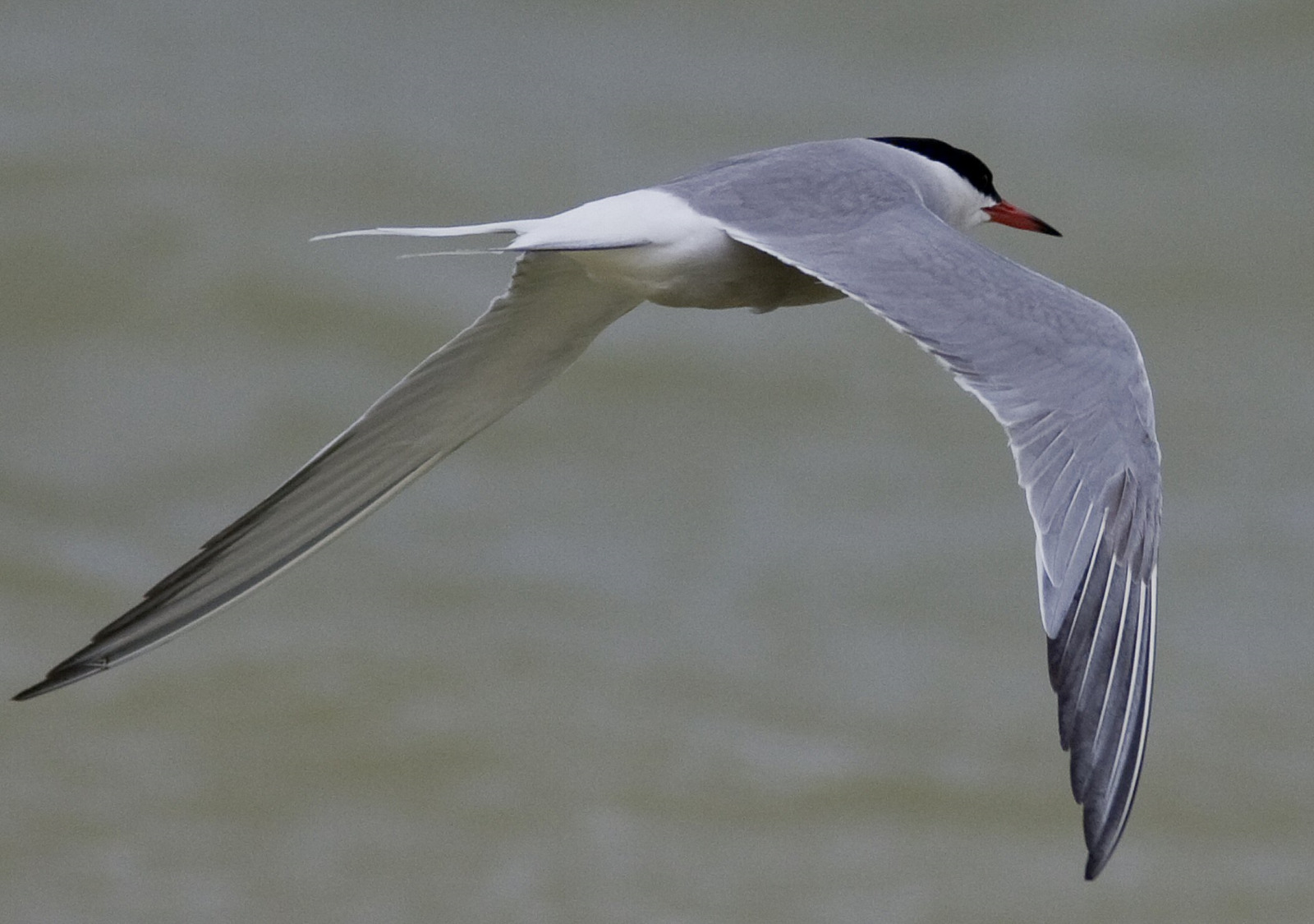 Common Tern | NatureSpot