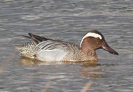 Garganey | NatureSpot