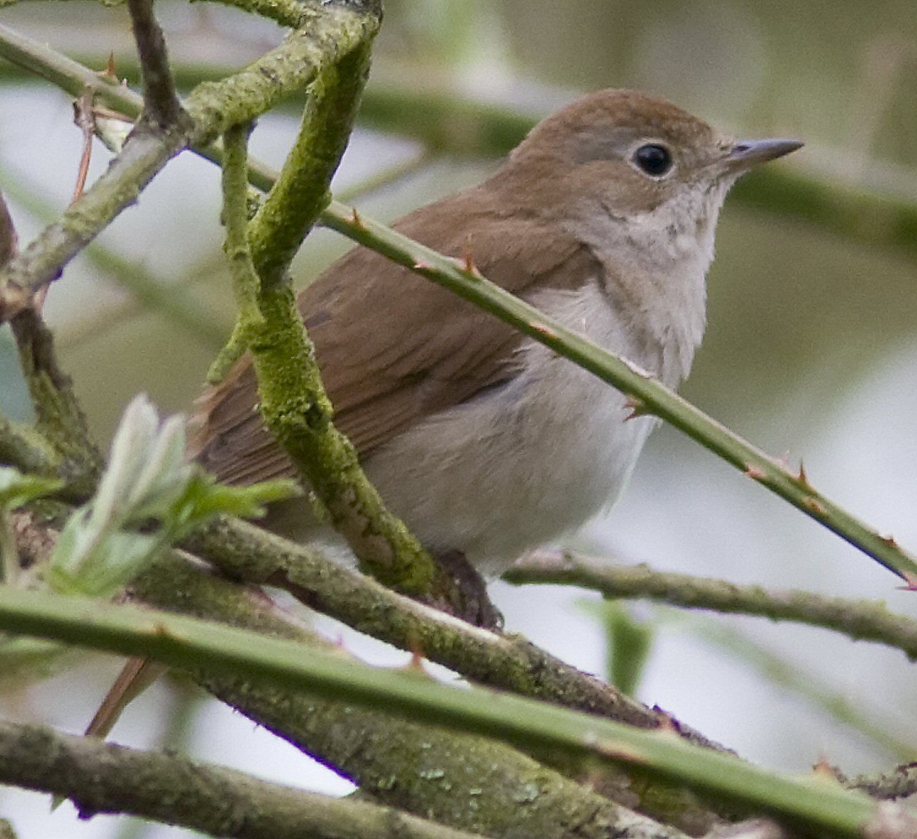 Nightingale | NatureSpot