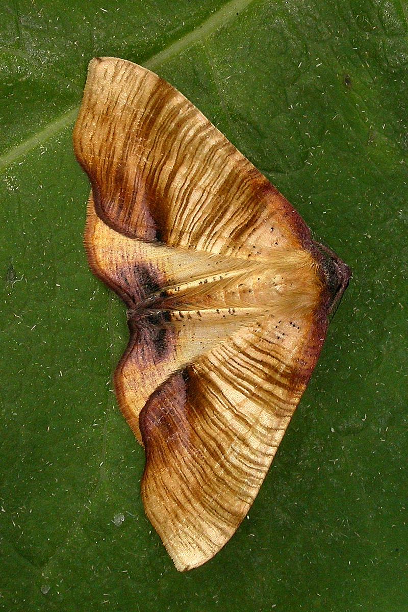 Scorched Wing | NatureSpot