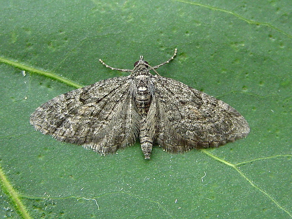 Larch Pug | NatureSpot