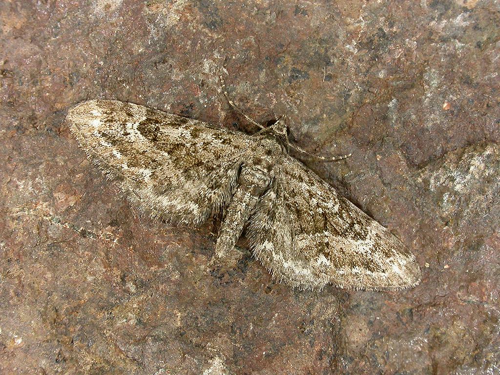 Narrow-winged Pug | NatureSpot