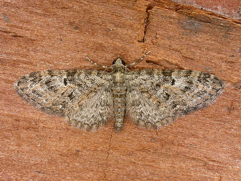 Oak-tree Pug | NatureSpot