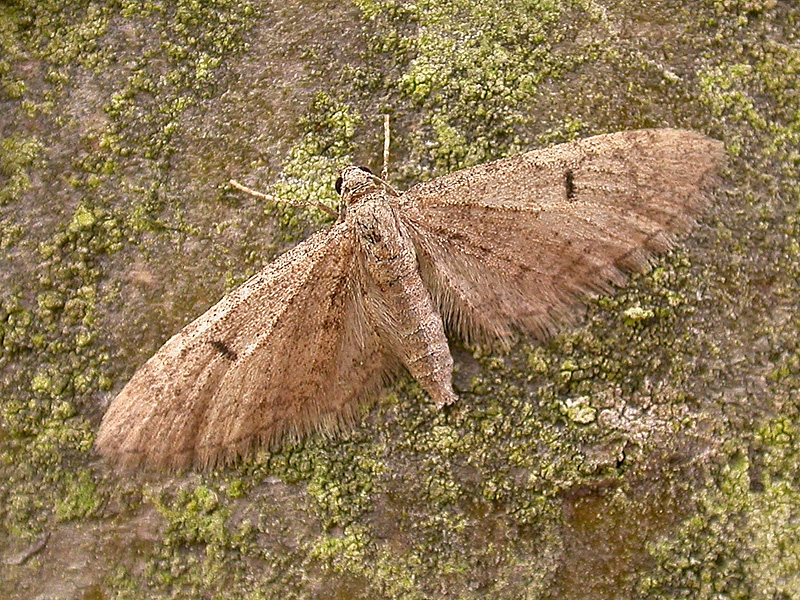 Ochreous Pug | NatureSpot