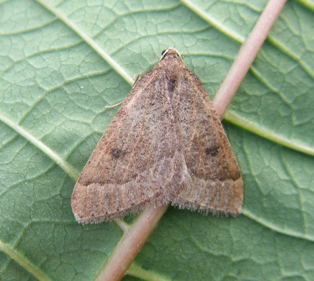 Early Moth | NatureSpot