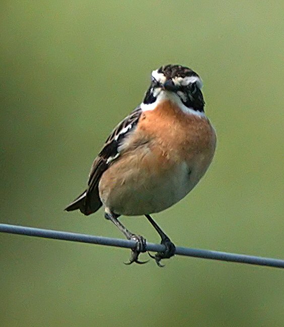 Whinchat | NatureSpot