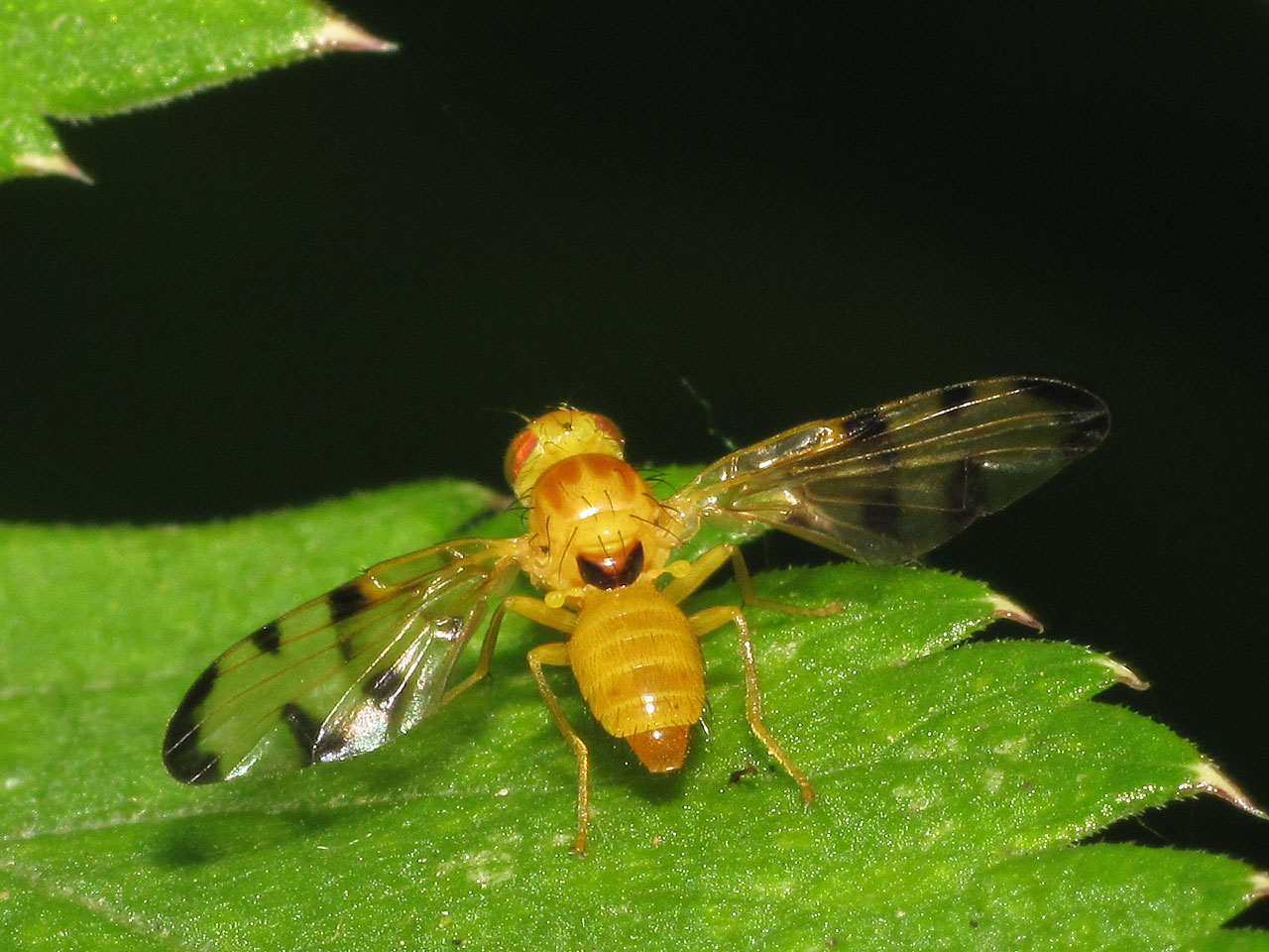 Trypeta artemisiae | NatureSpot