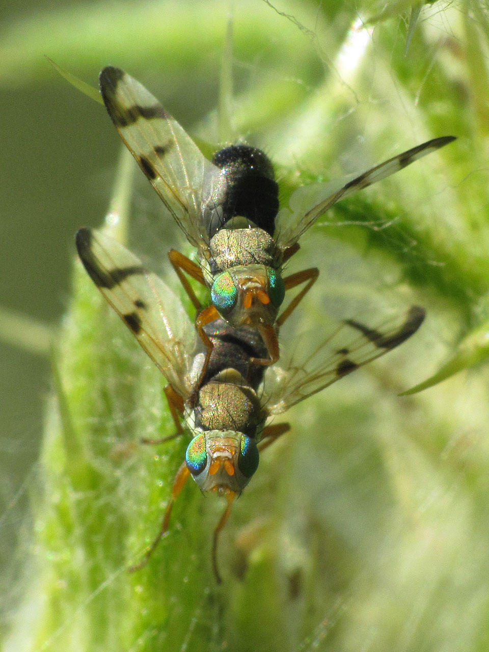 Urophora stylata | NatureSpot