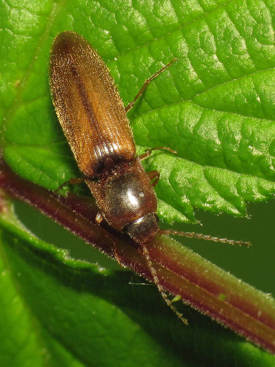 Dalopius marginatus | NatureSpot