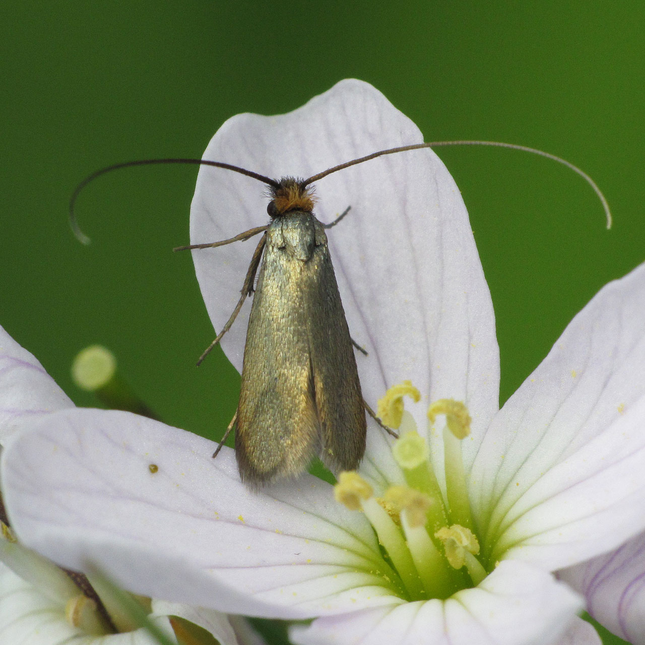 Cauchas rufimitrella | NatureSpot