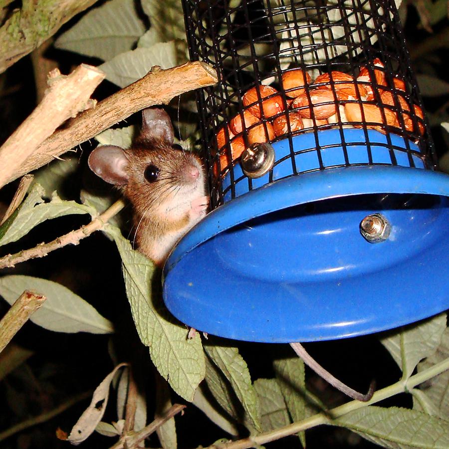 Wood Mouse | NatureSpot
