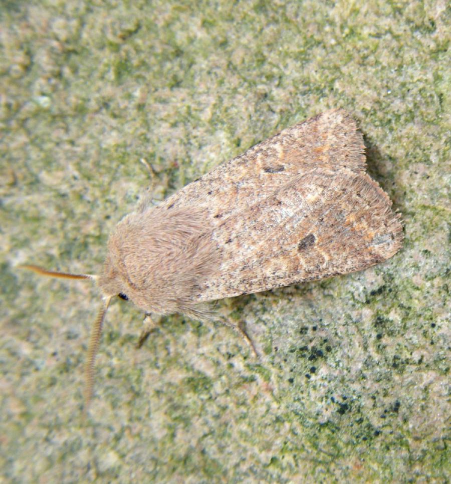 Small Quaker | NatureSpot