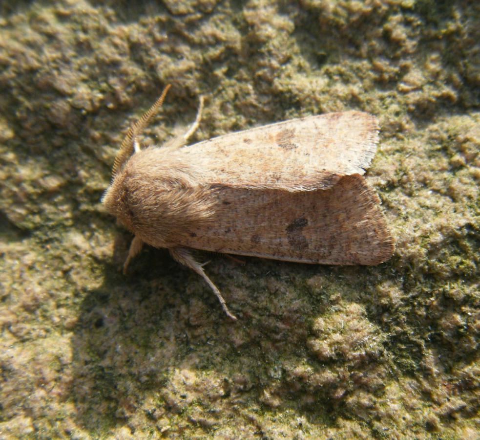 Small Quaker | NatureSpot