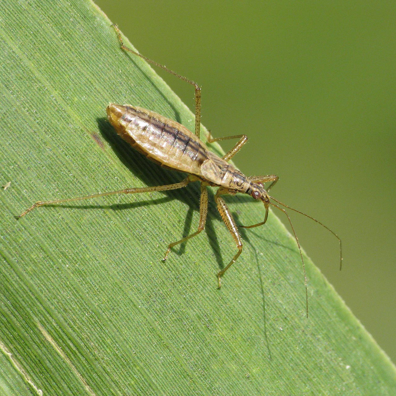 Marsh Damselbug | NatureSpot