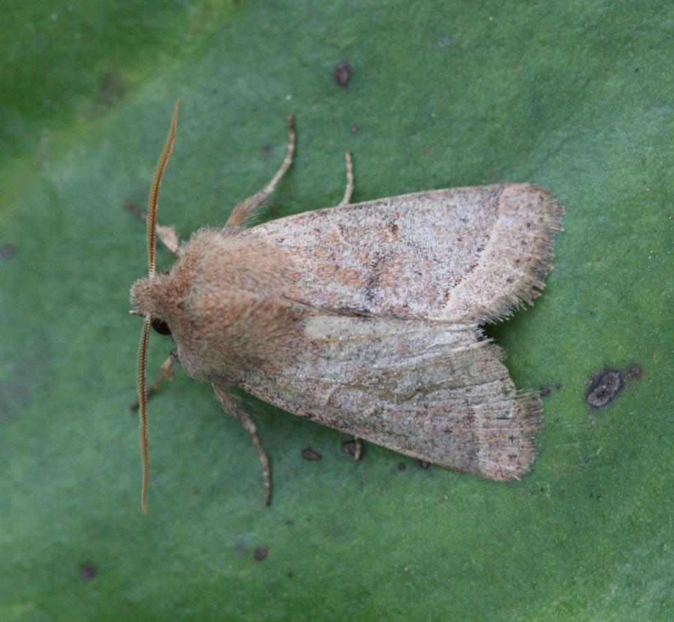 Small Quaker | NatureSpot