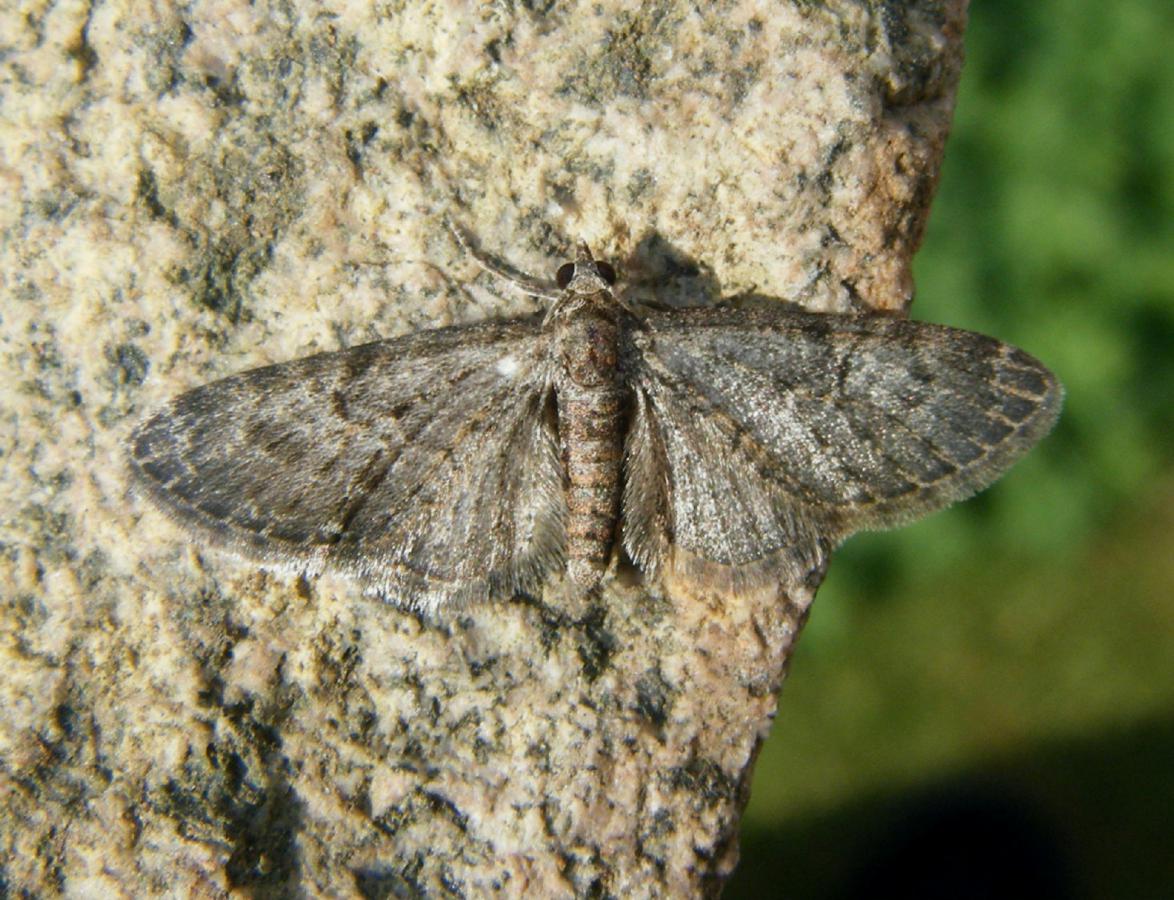 Oak-tree Pug | NatureSpot