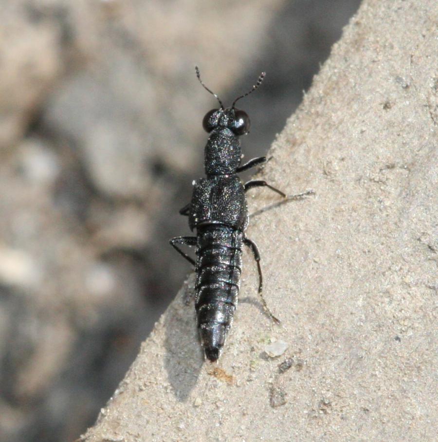 Stenus juno | NatureSpot