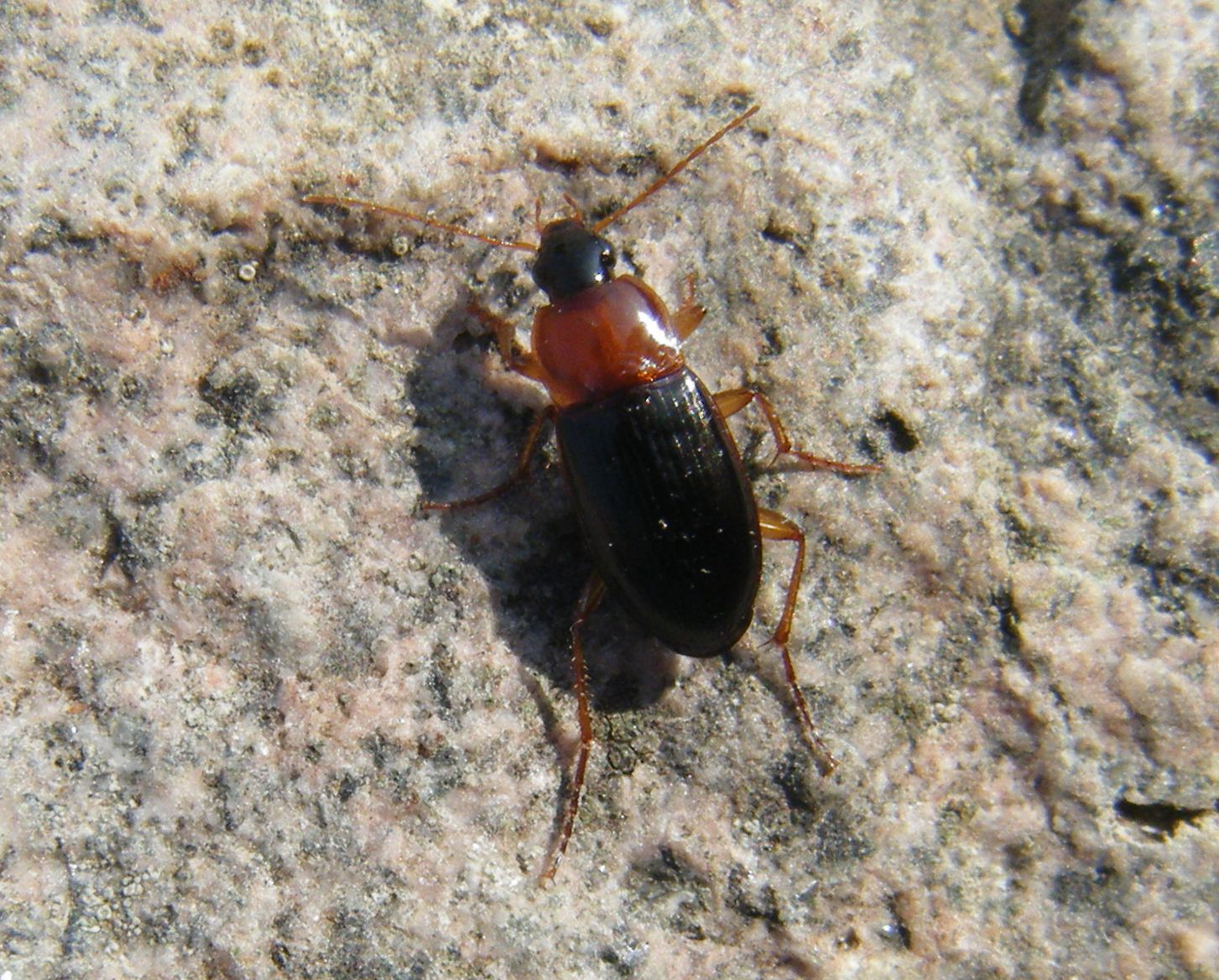 Calathus melanocephalus | NatureSpot