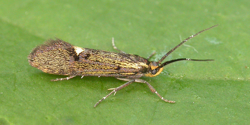 Esperia sulphurella | NatureSpot