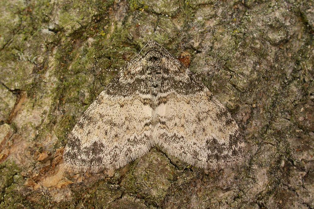 The Seraphim | NatureSpot