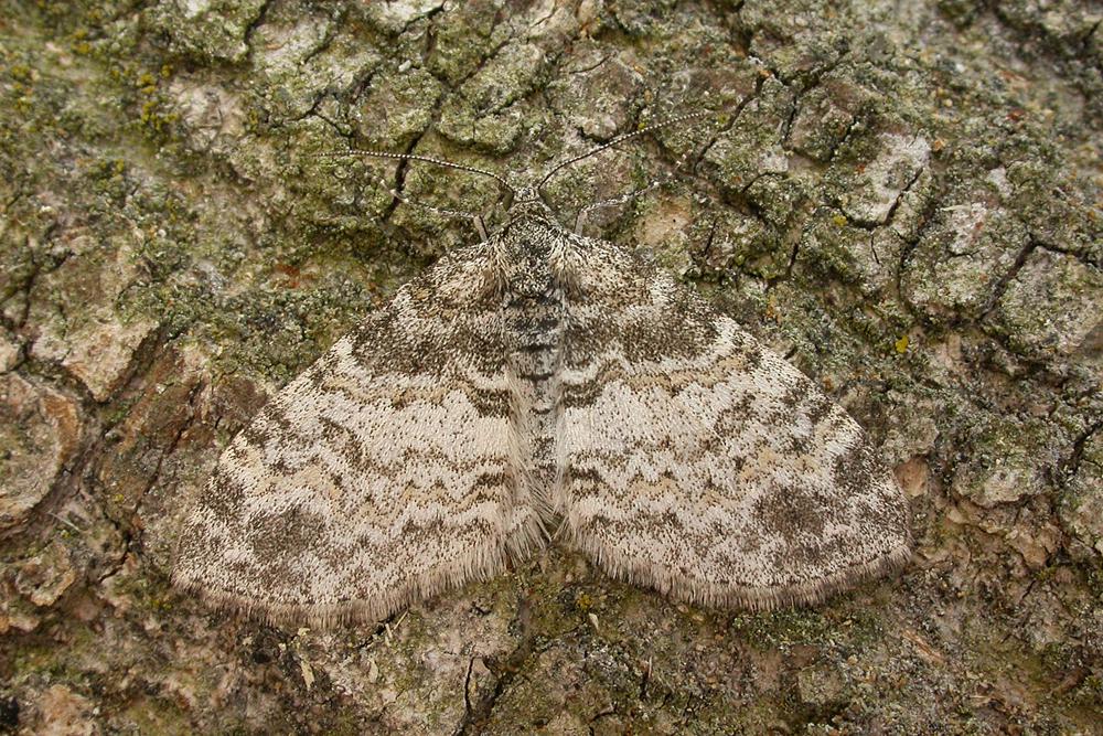 The Seraphim | NatureSpot