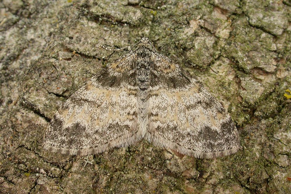 The Seraphim | NatureSpot