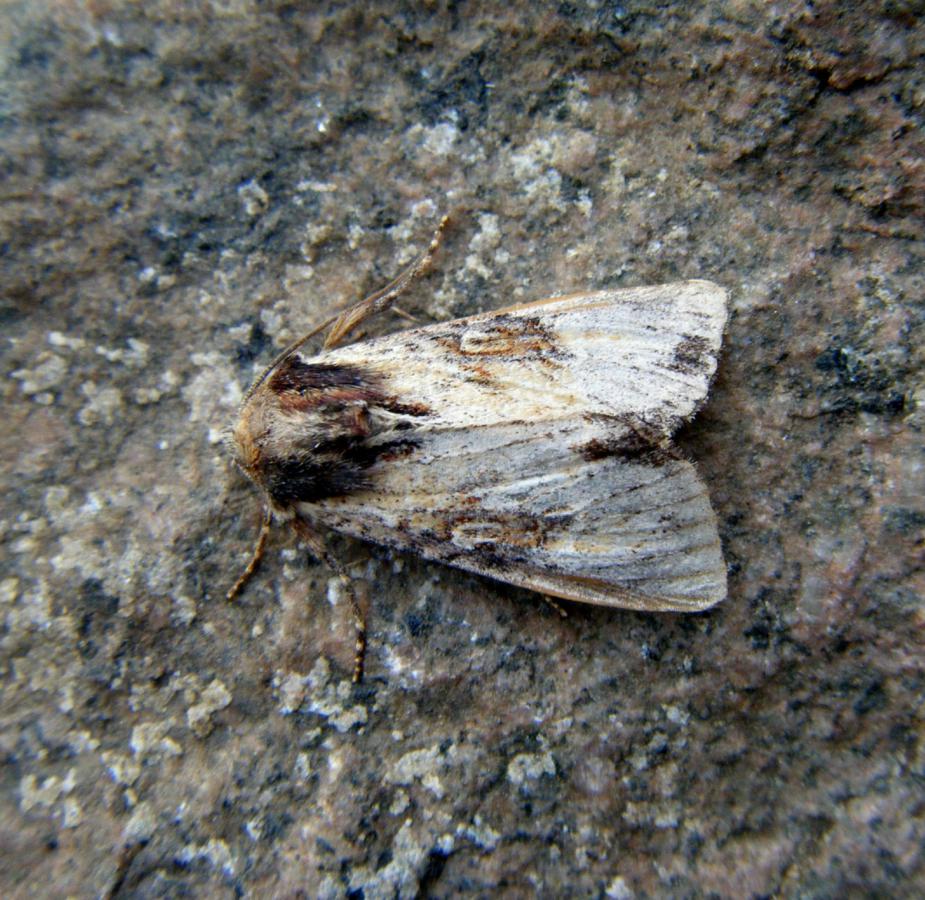 Clouded Brindle | NatureSpot