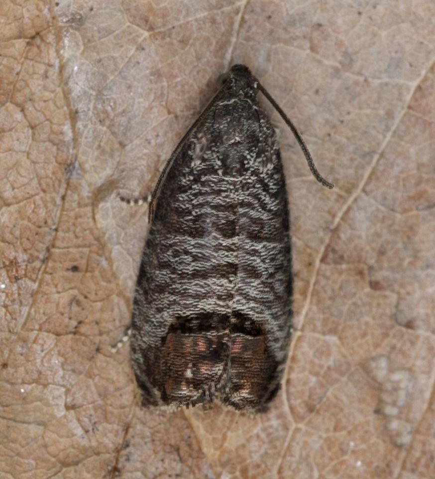 Codling Moth | NatureSpot