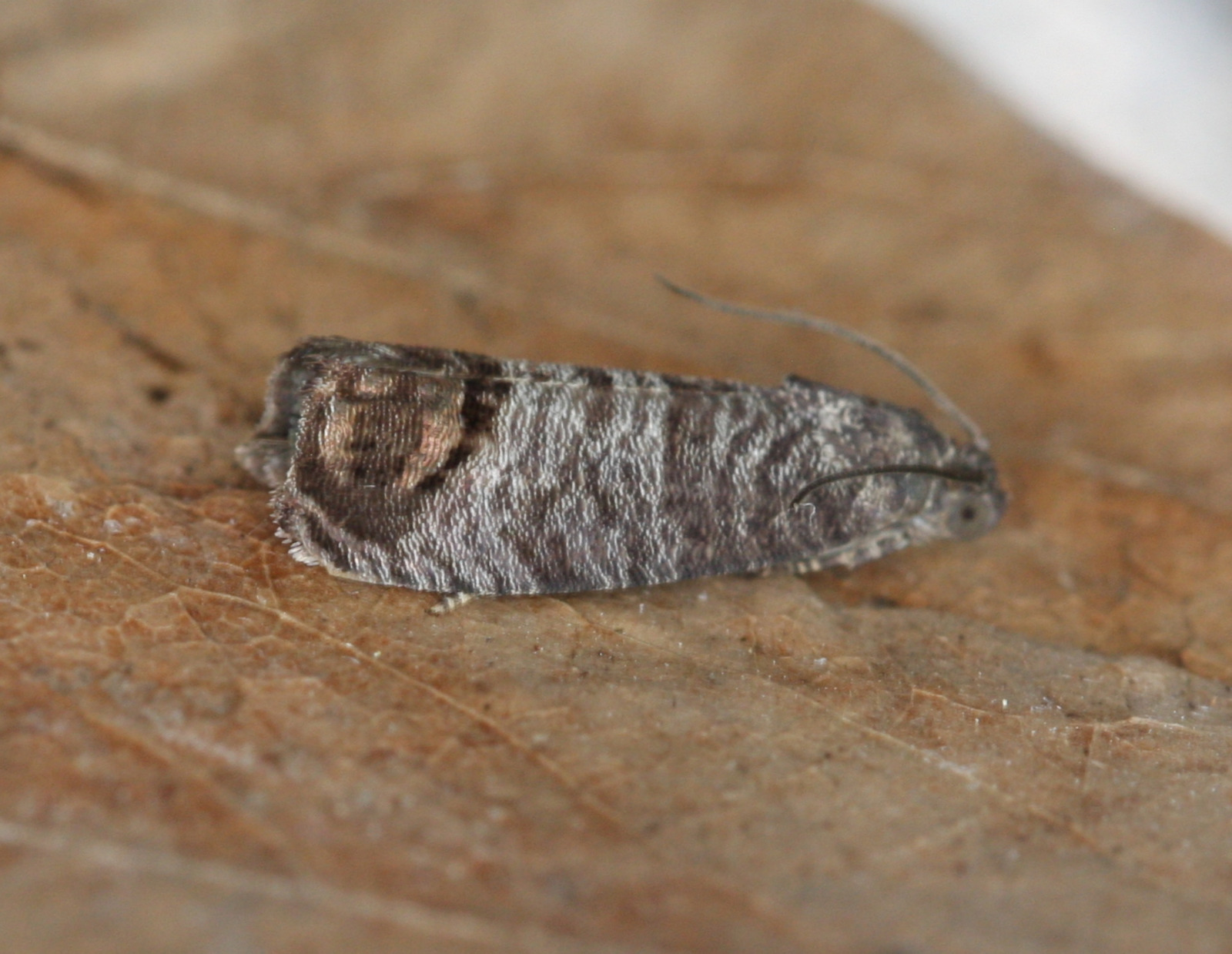 Codling Moth | NatureSpot