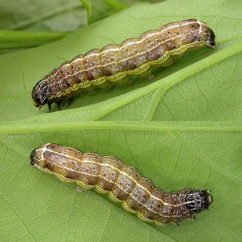 Small Quaker | NatureSpot