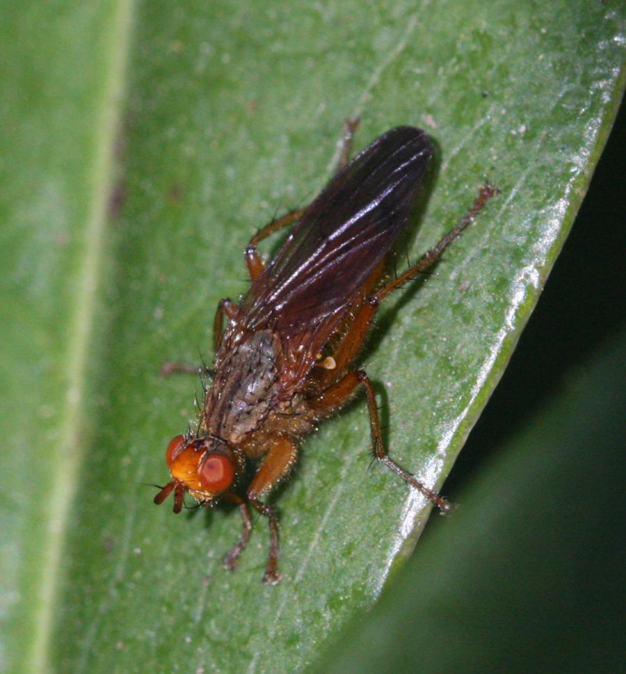 Scathophaga inquinata | NatureSpot