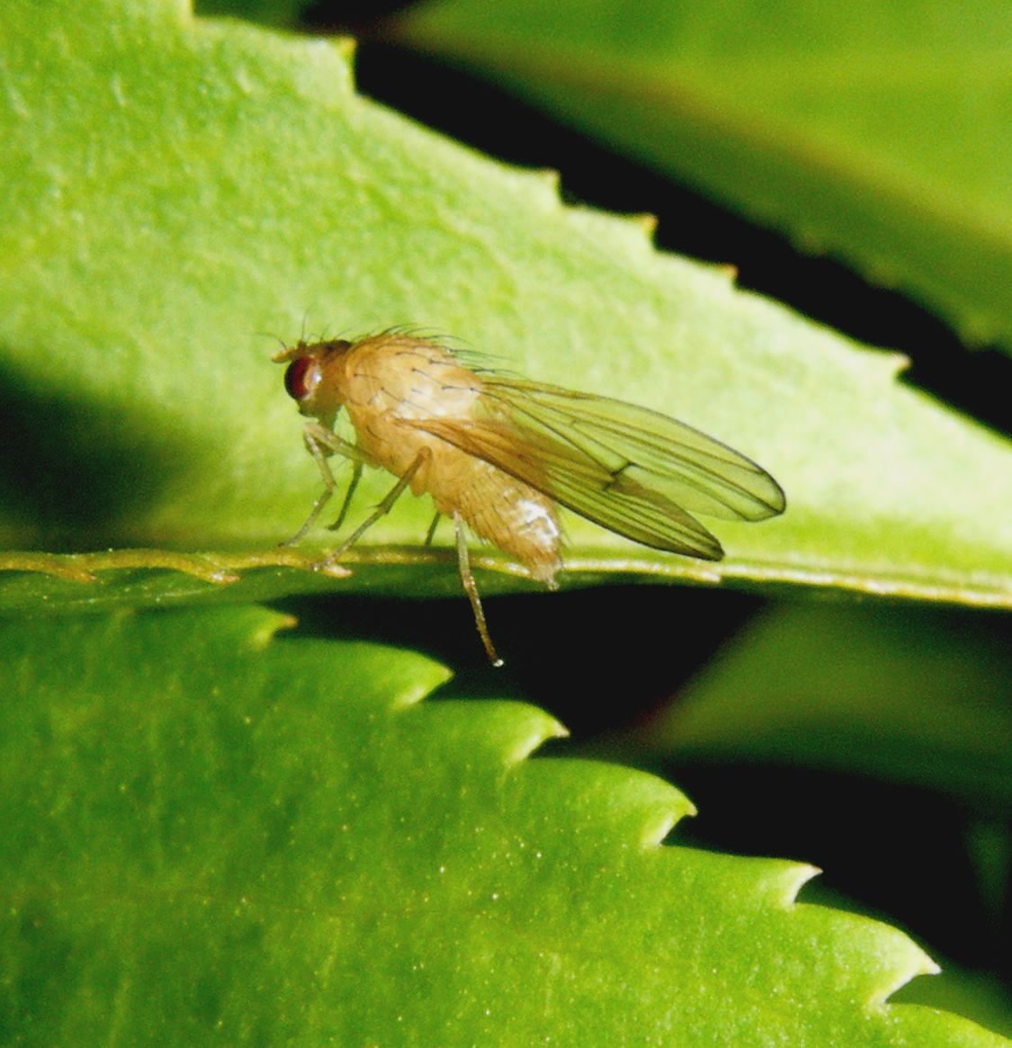 Tricholauxania praeusta | NatureSpot