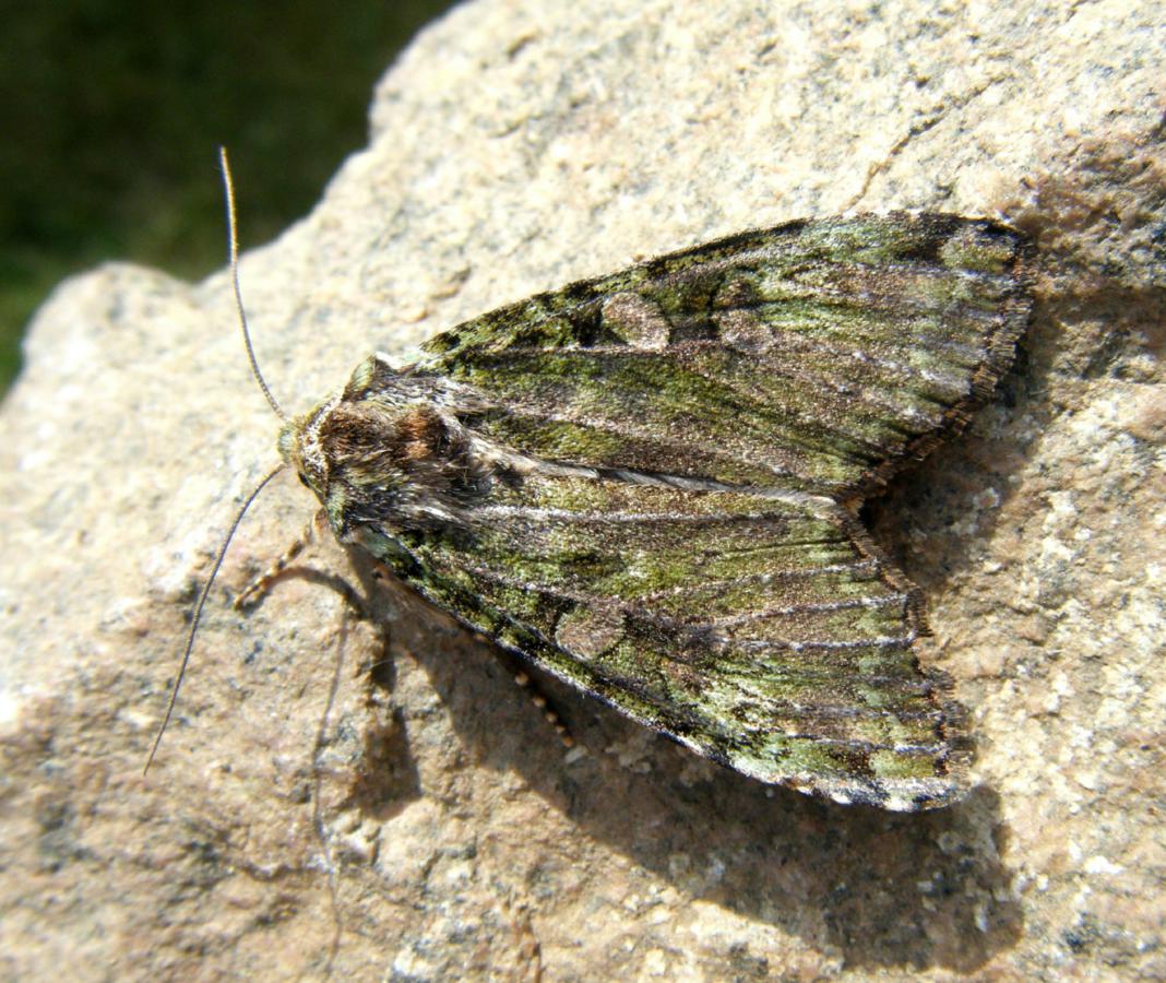 Green Arches | NatureSpot