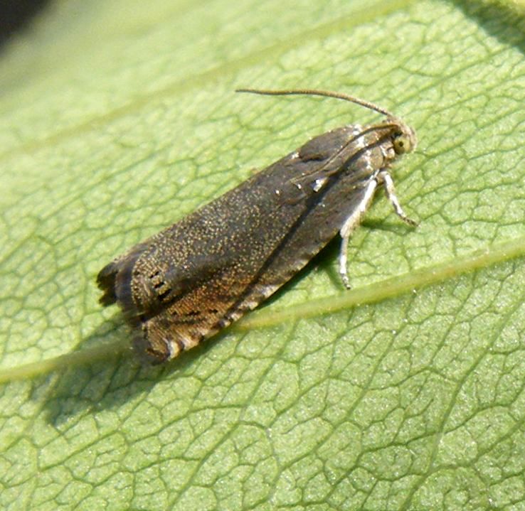 Pea Moth | NatureSpot