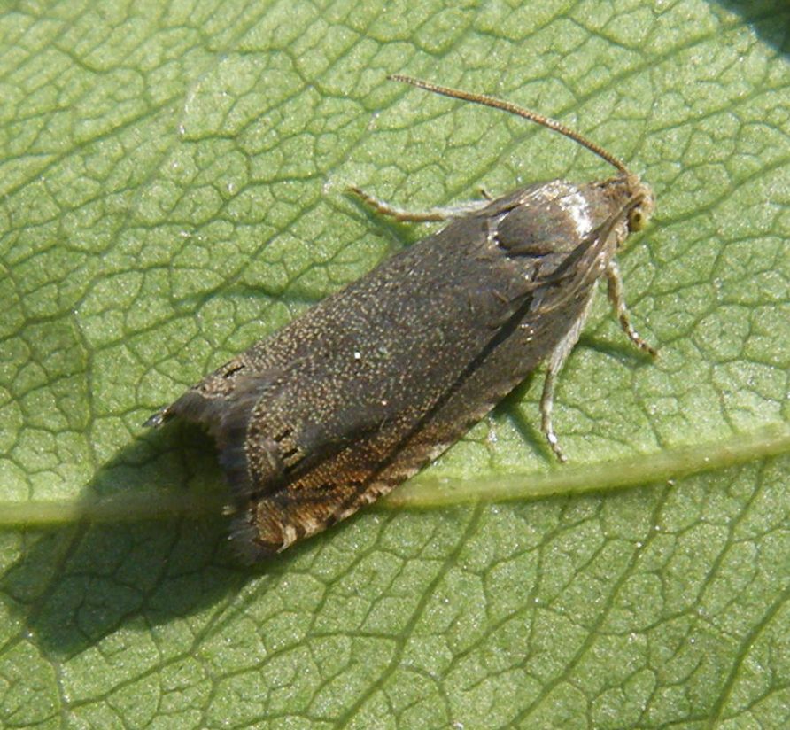 Pea Moth | NatureSpot