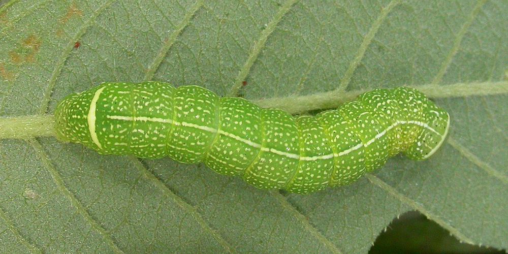 Common Quaker | NatureSpot