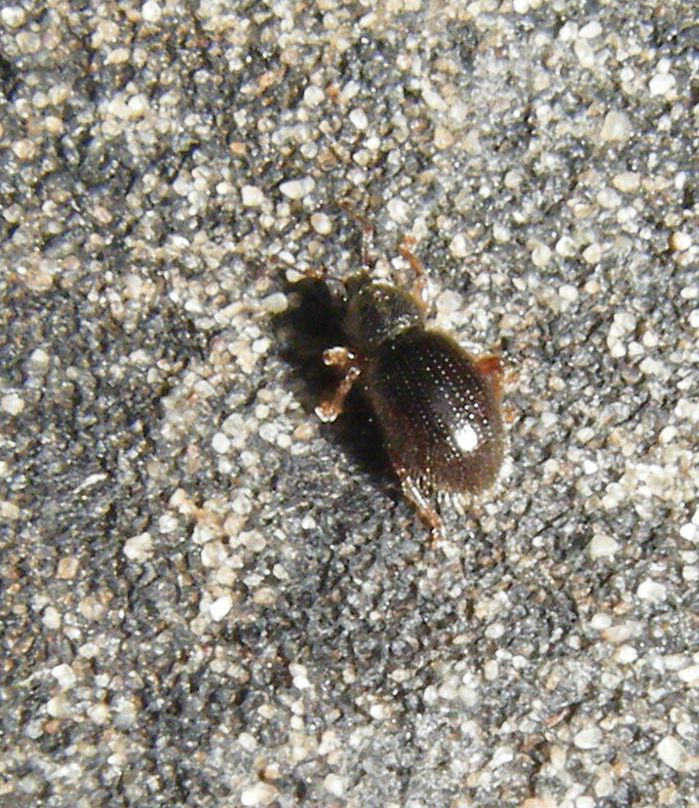 Hairy Spider Weevil | NatureSpot