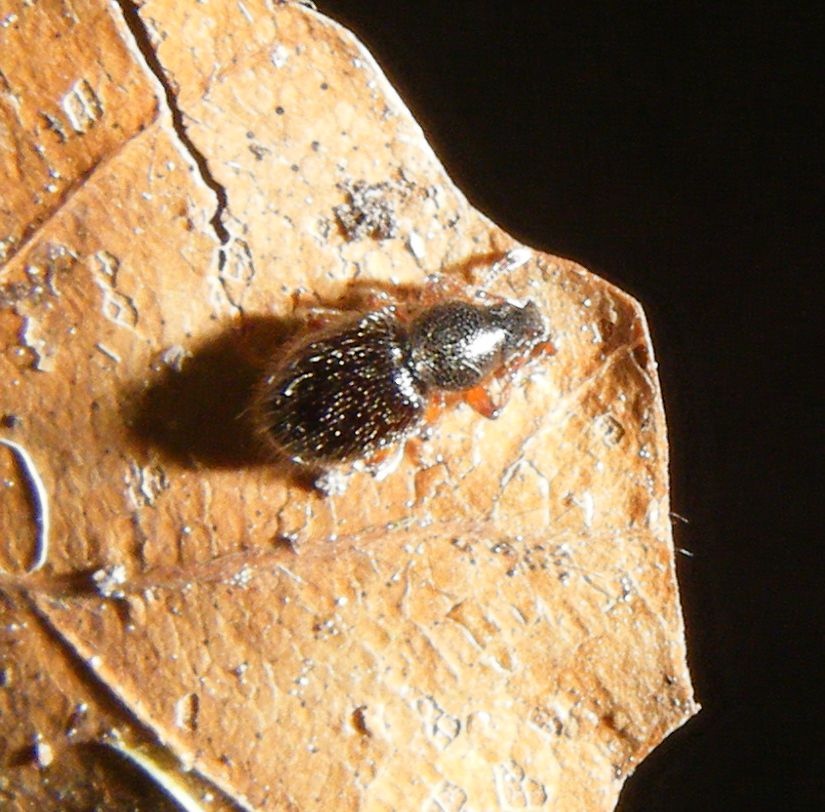 Hairy Spider Weevil | NatureSpot