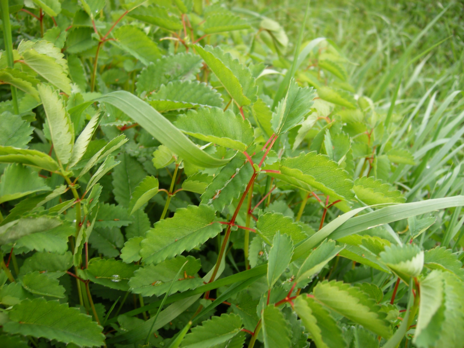 Great Burnet | NatureSpot