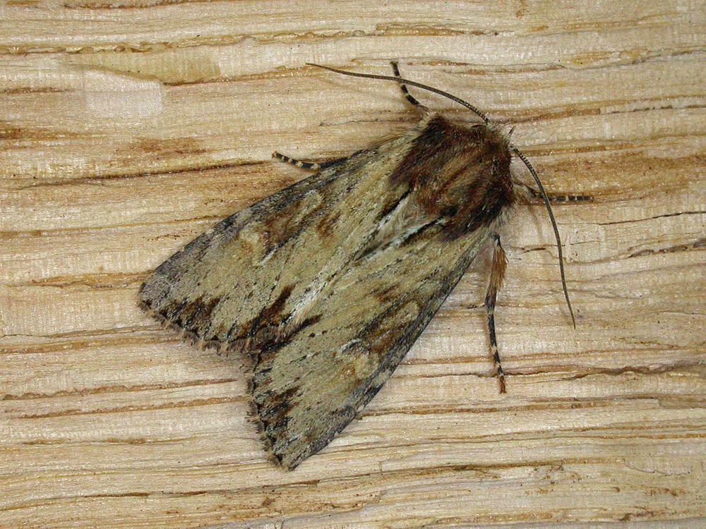 Clouded-bordered Brindle | NatureSpot