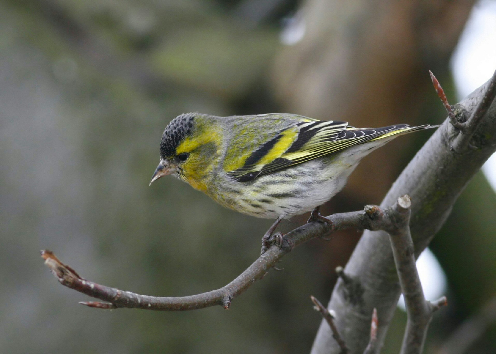 Siskin | NatureSpot