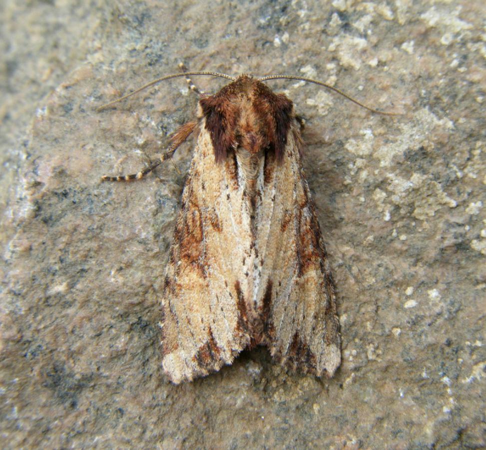 Clouded-bordered Brindle | NatureSpot