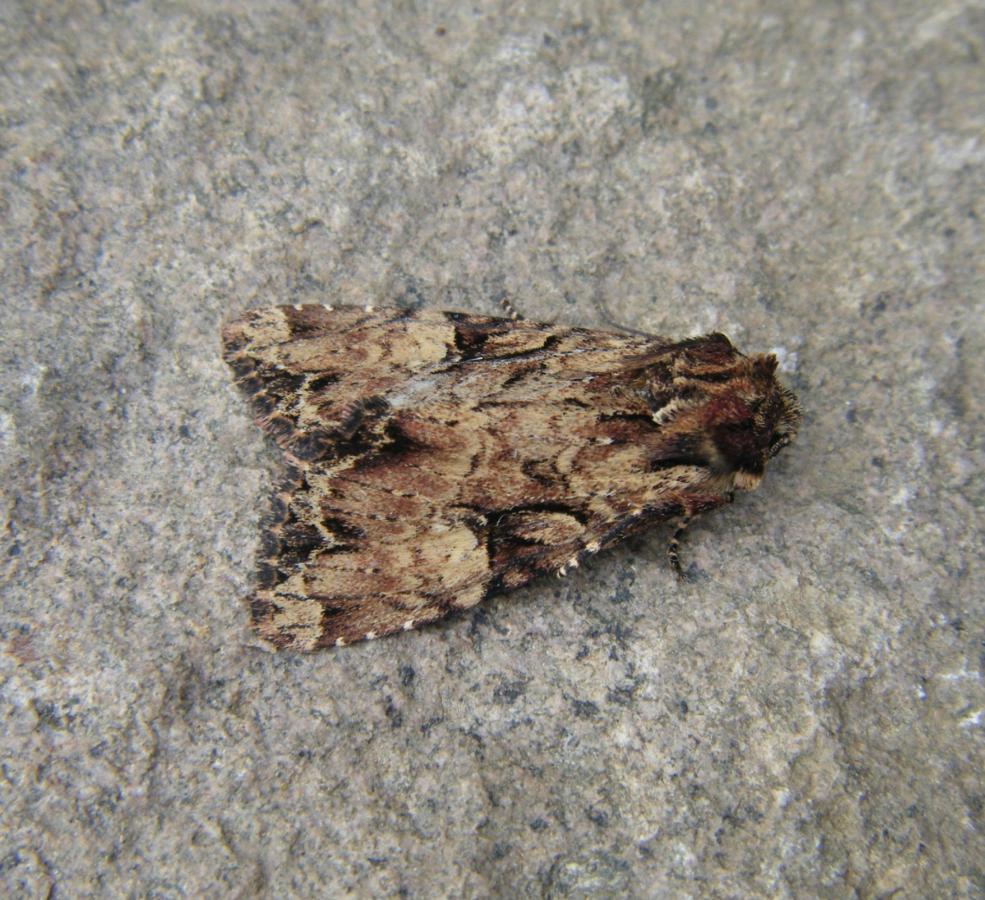 Clouded Brindle | NatureSpot