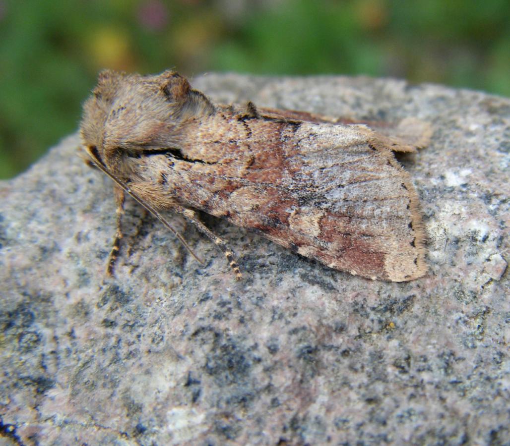 Rustic Shoulder-knot | NatureSpot